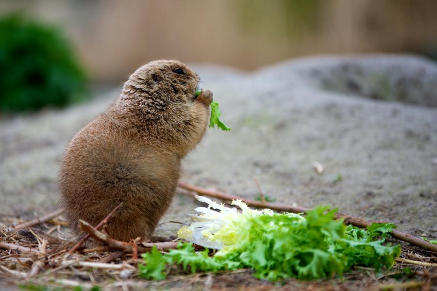 Polski leming przypomina bardziej Rosjanina niż Francuza - zdjęcie